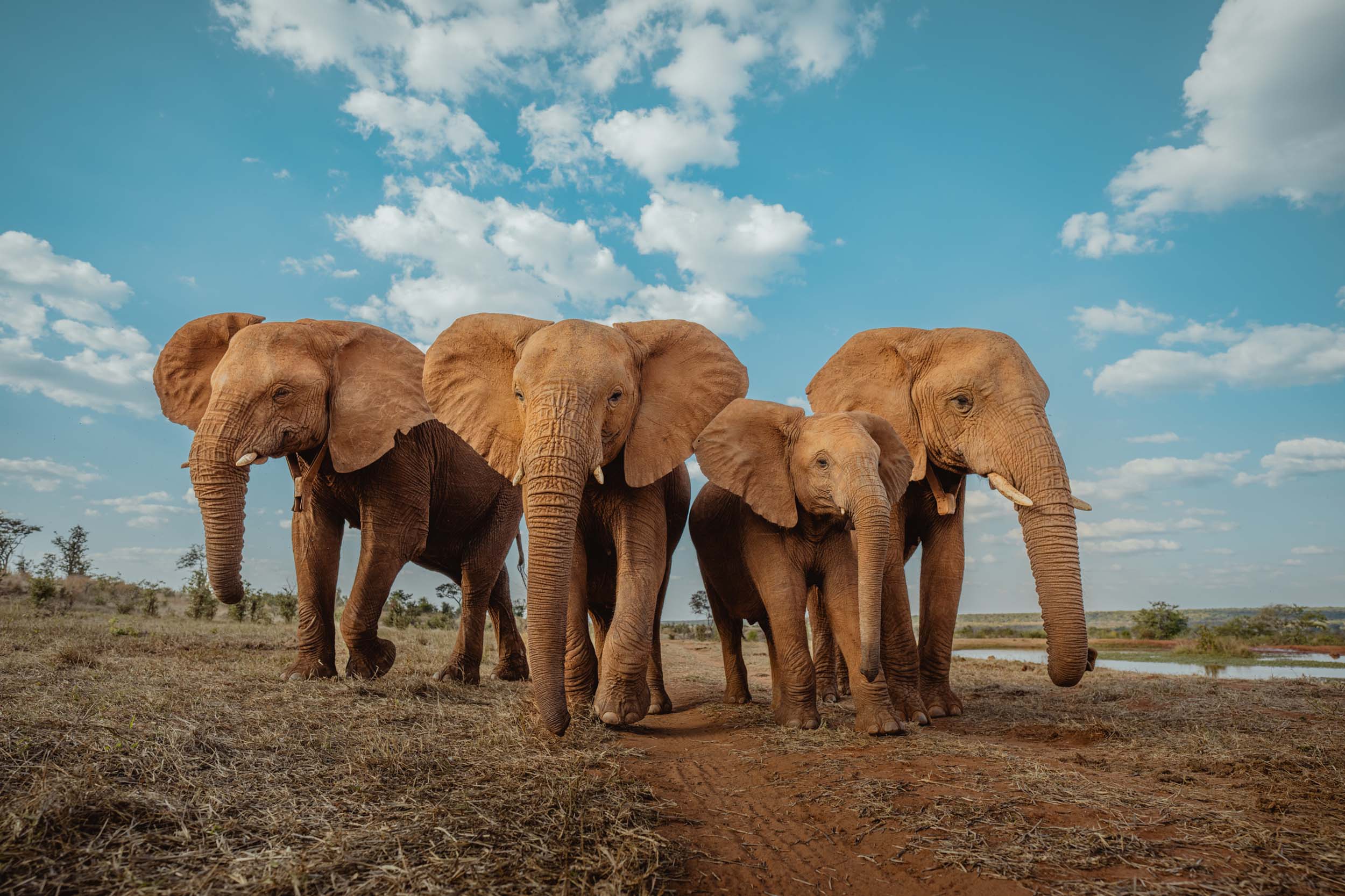 Home | Wild is Life | Wildlife Sanctuary Zimbabwe