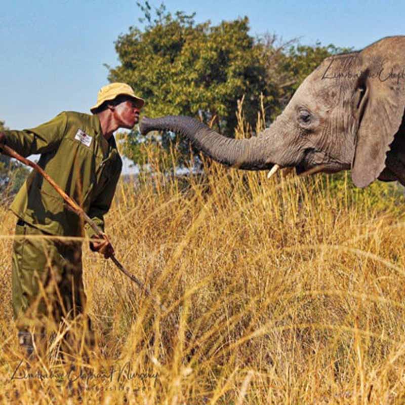 PR & News | Wild is Life | Wildlife Sanctuary Zimbabwe