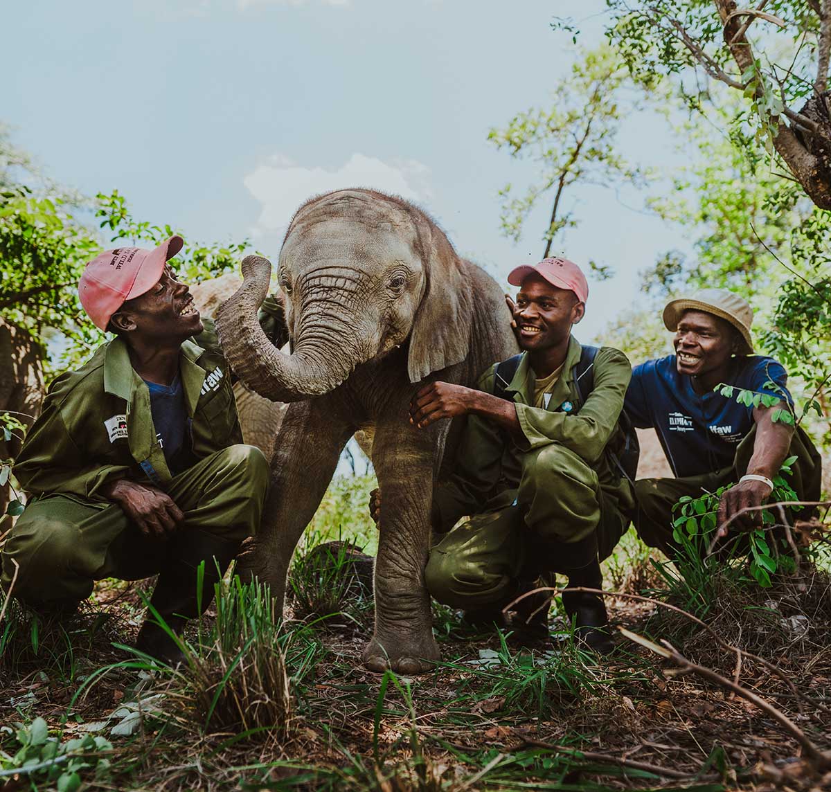 Zimbabwe Elephant Nursery | Wild is Life | Zimbabwe