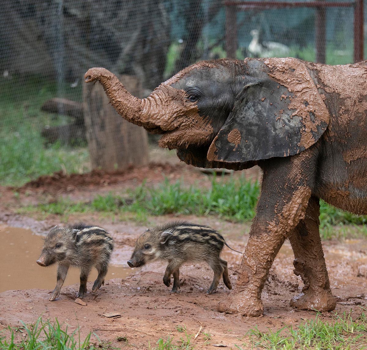 Our Story | Wild is Life | Wildlife Sanctuary Zimbabwe