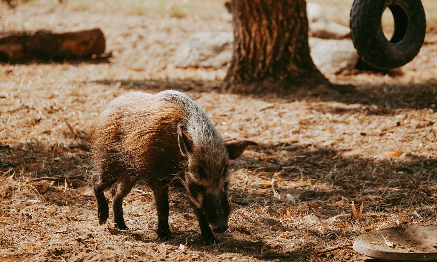 Gallery | Wild is Life | Wildlife Sanctuary Zimbabwe