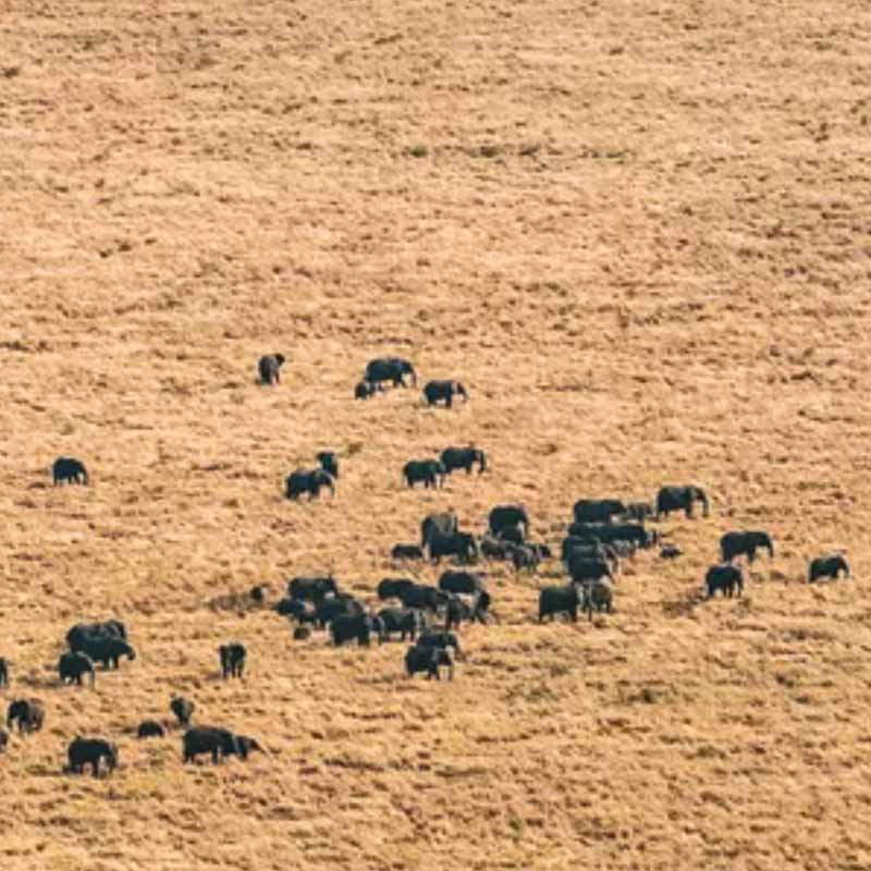 PR & News | Wild is Life | Wildlife Sanctuary Zimbabwe