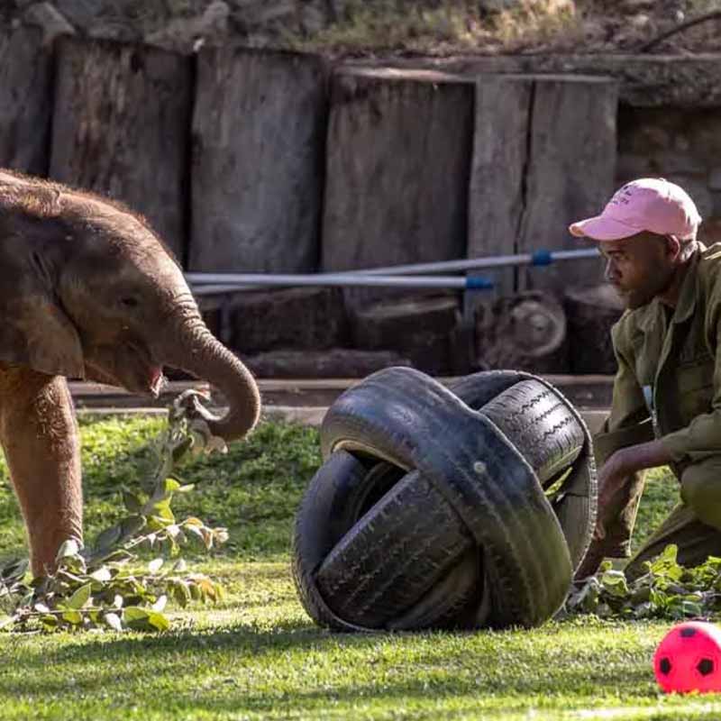PR & News | Wild is Life | Wildlife Sanctuary Zimbabwe